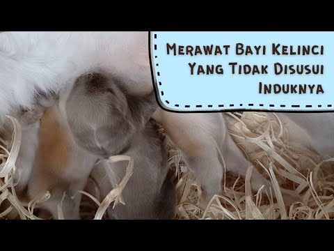 CARA MENYUSUI BAYI KELINCI