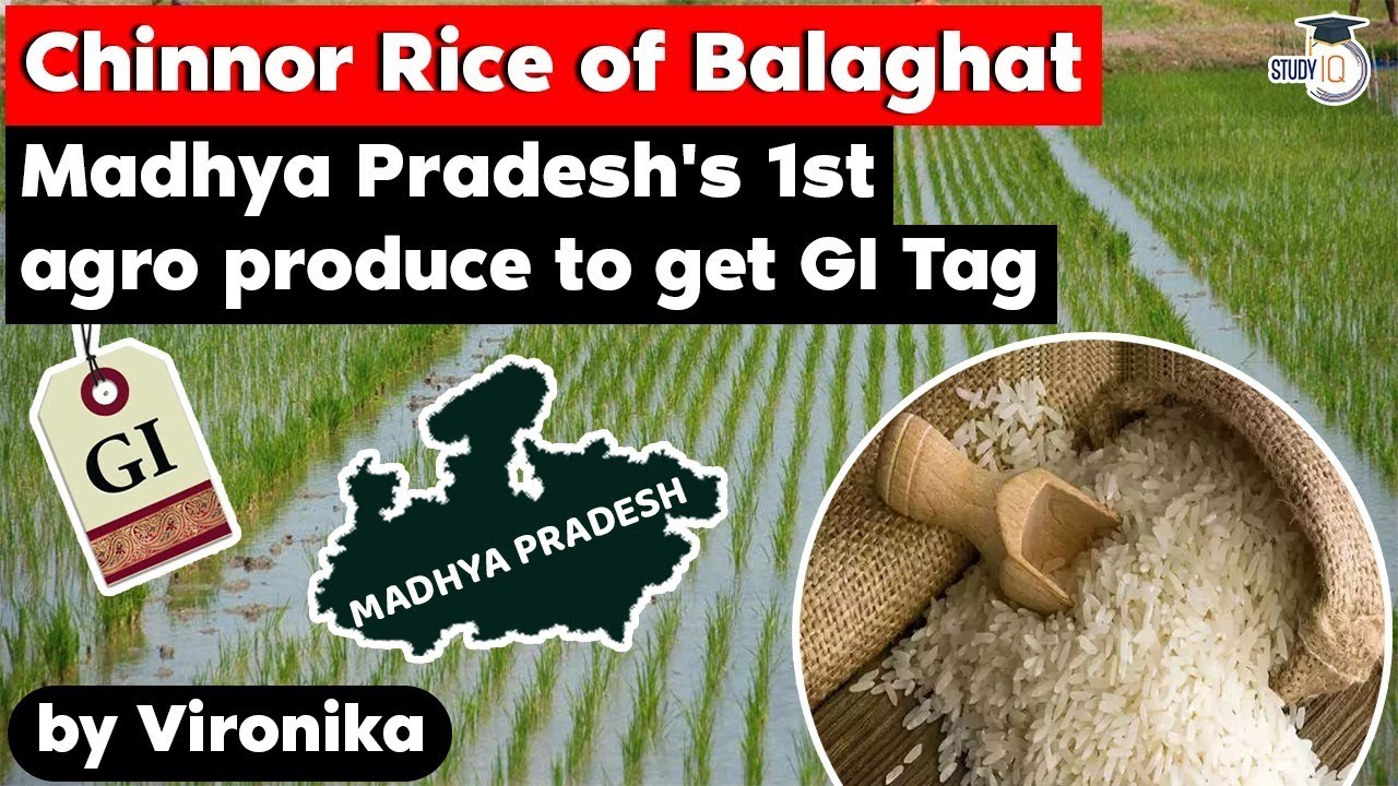 Chinnor Rice of Balaghat becomes Madhya Pradesh's 1st agriculture ...