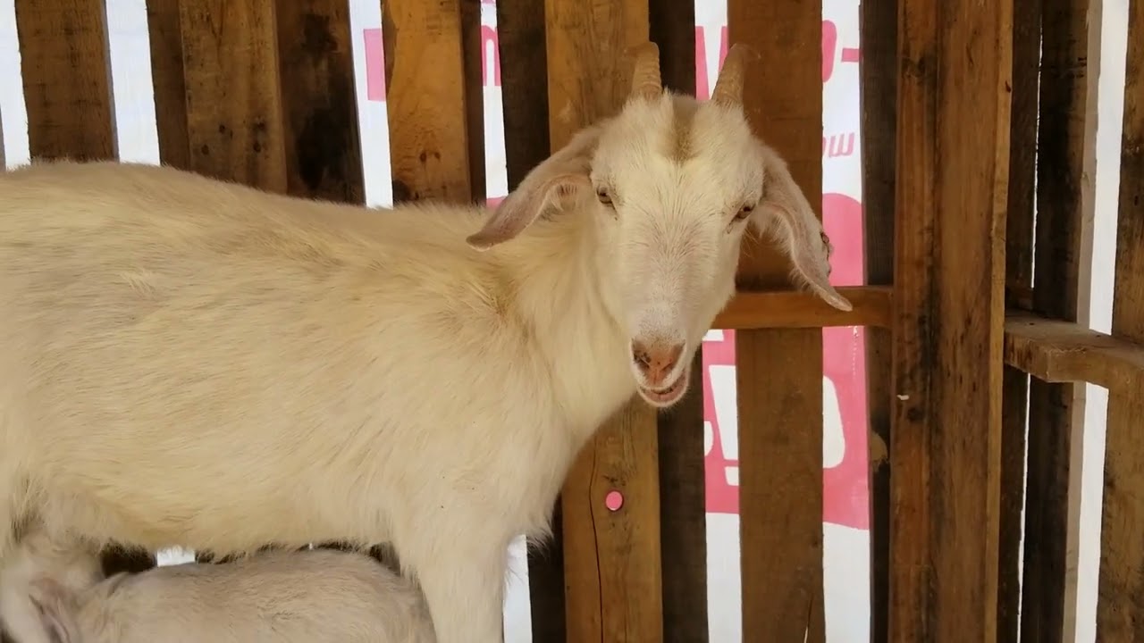 baby goat nursing - YouTube