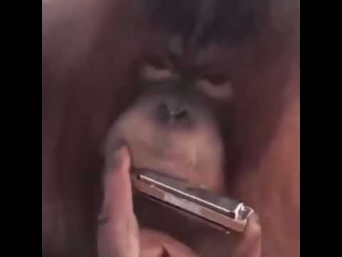 Monkey plays harmonica - YouTube