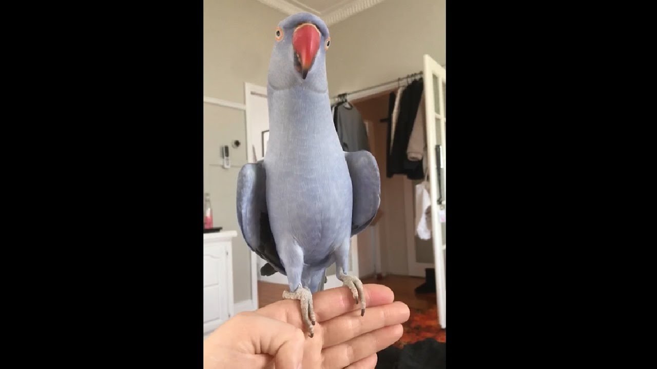Parrot Repeating "How You Doing" To His Mom - YouTube