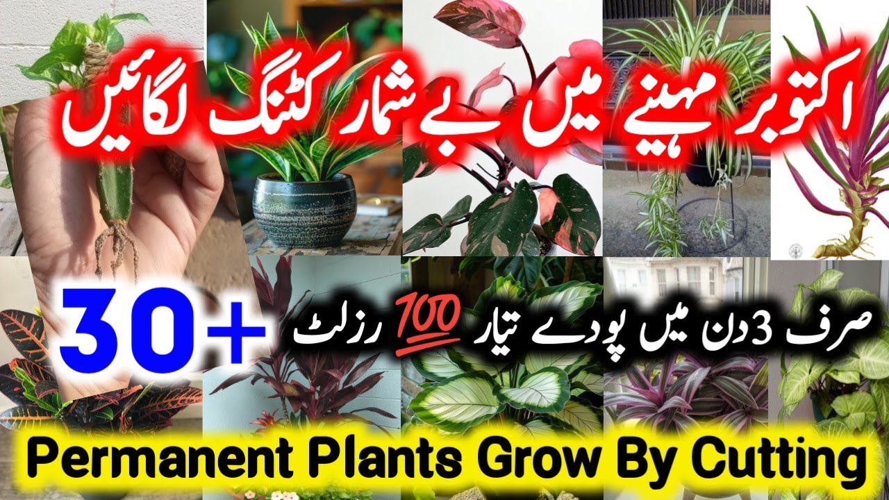 30+Permanent Plants To Grow From Cutting In Oct-Nov|Easy To Grow Plants ...