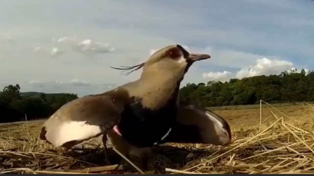BIRD GETS RAN OVER BY A TRACTOR - YouTube