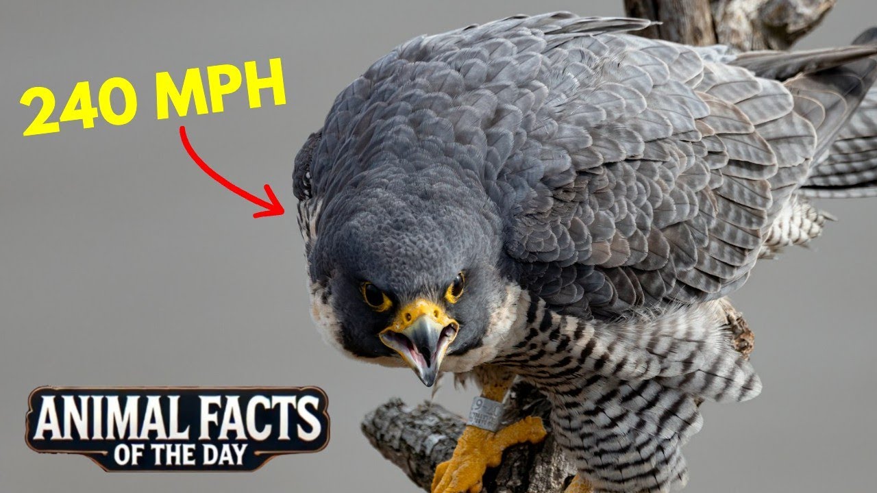 The Peregrine Falcon is the FASTEST Animal on Earth | Animal Facts of ...