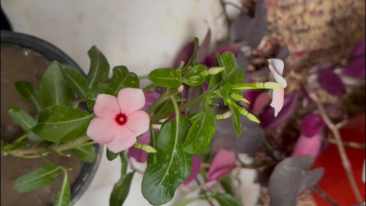 Vinca Hybrid plants repot and care tips || Beautiful Hybrid vinca ...