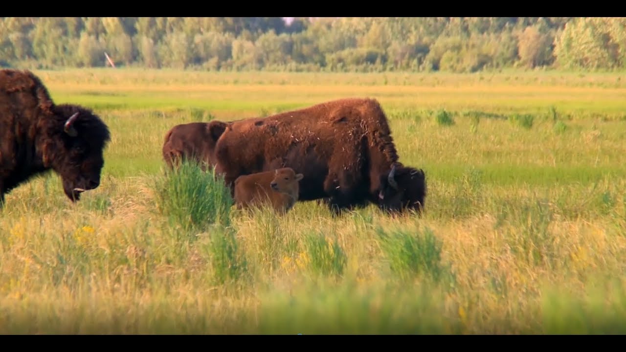 Alaska Wood Bison Reintroduction: Habitat - YouTube