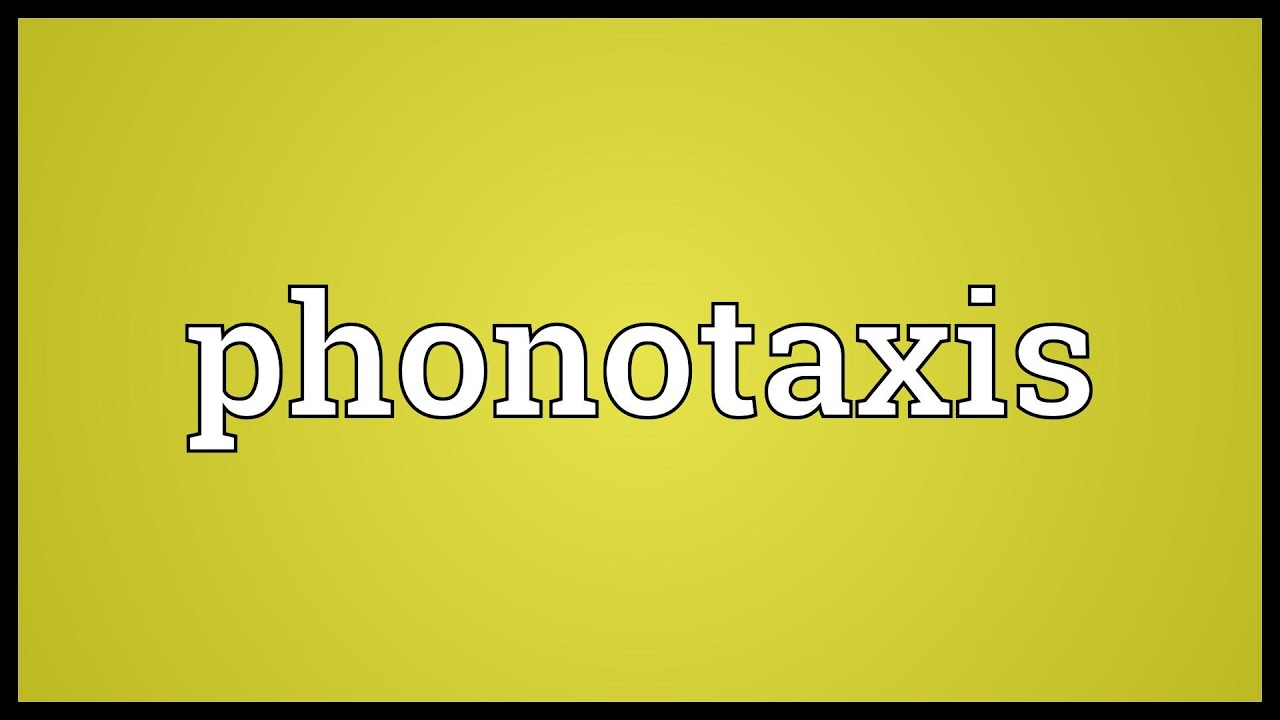 Phonotaxis Meaning - YouTube