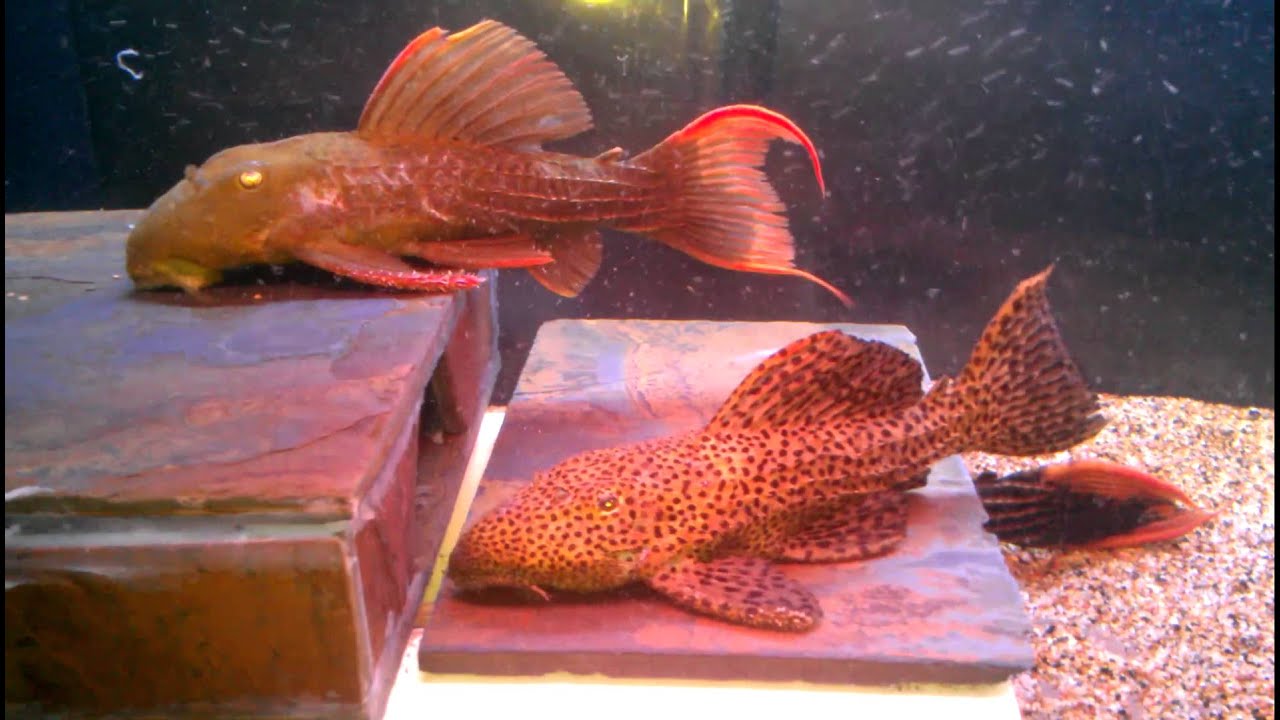 Pseudacanthicus pleco fight (L24vsL160) - YouTube
