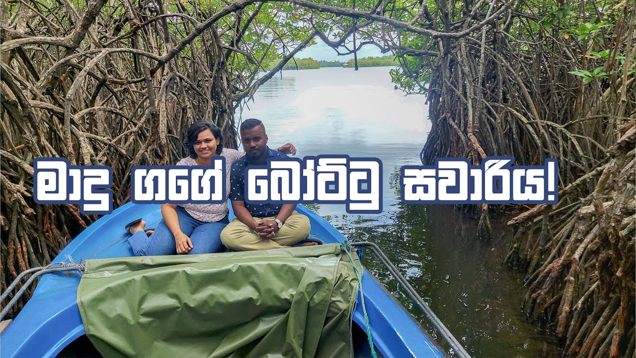 Baby Crocodile - Fish Theropy & Mangroves - Sri Lanka | Madu River ...