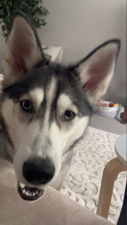 Beautiful Husky Reaction to Squeaky Toy - YouTube