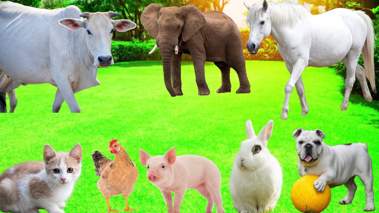 Collection Of Cute Animal Sounds: Cow, Sheep, Cat, pig, Dog, Horse ...