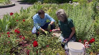 Tips from Tower Hill Botanical Garden in Boylston on the proper care of roses throughout the year
