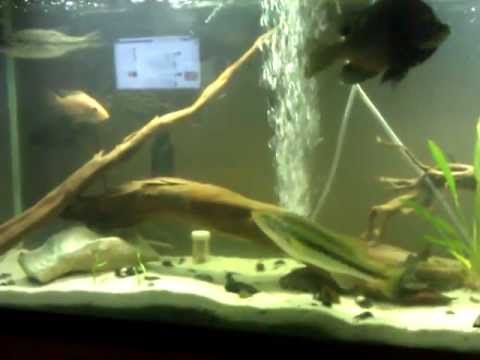 Florida Native fish tank (2) - YouTube