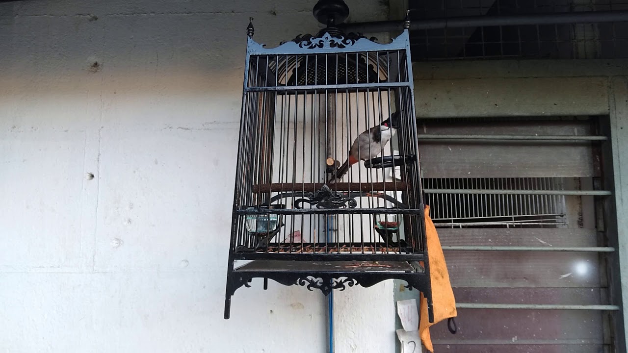 Burung Merbah Jambul / Red whiskered Bulbul - YouTube