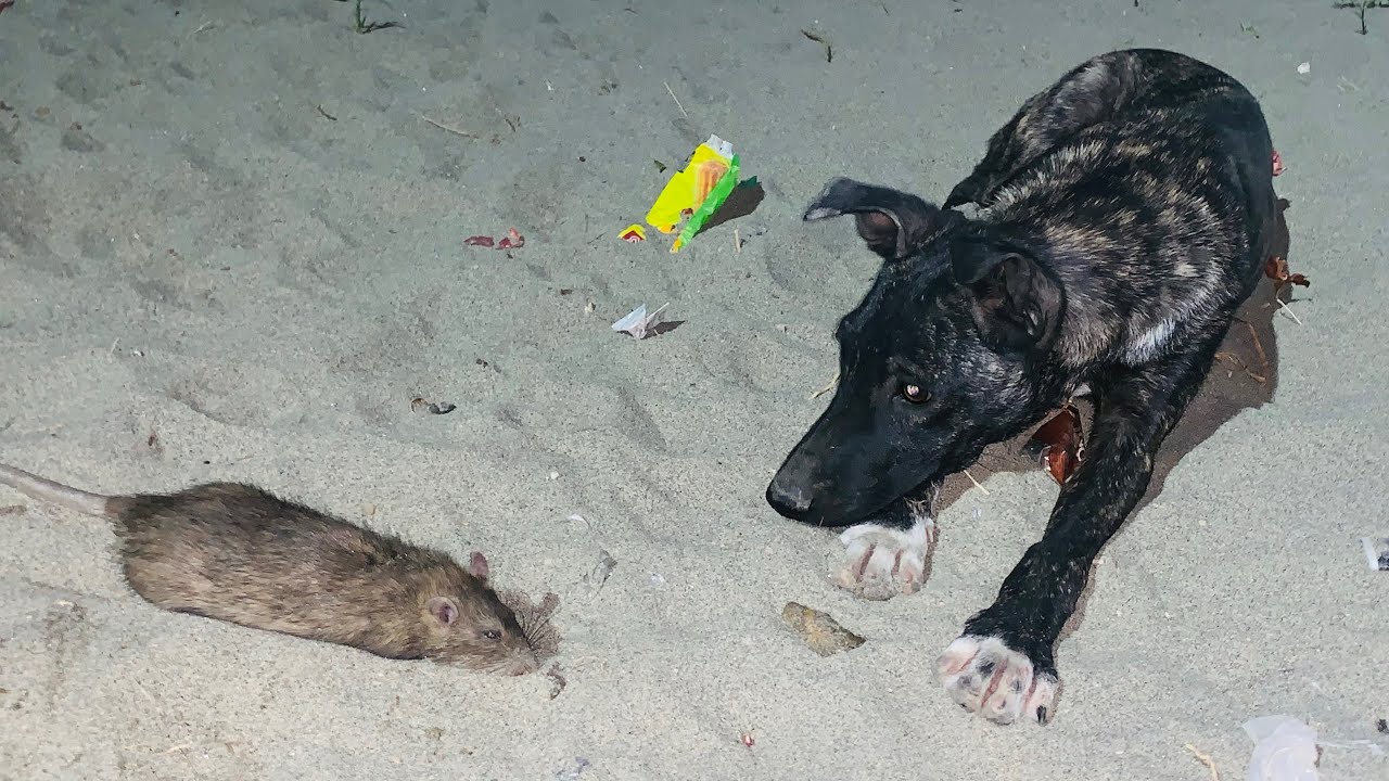 Mouse 🐁 vs Dogs Fighting - Funny Mouse and Dogs Compilation || PETASTIC ...