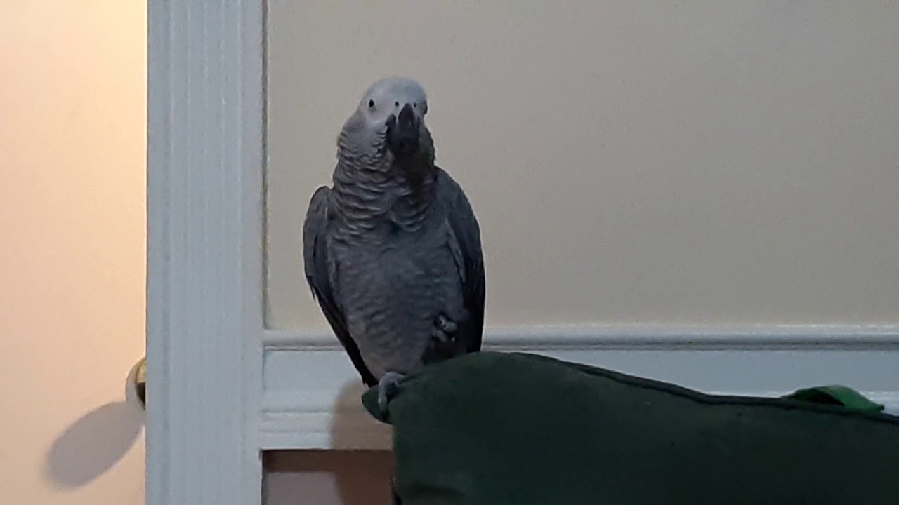 African grey apache, one week before his first birthday. Talk practice ...