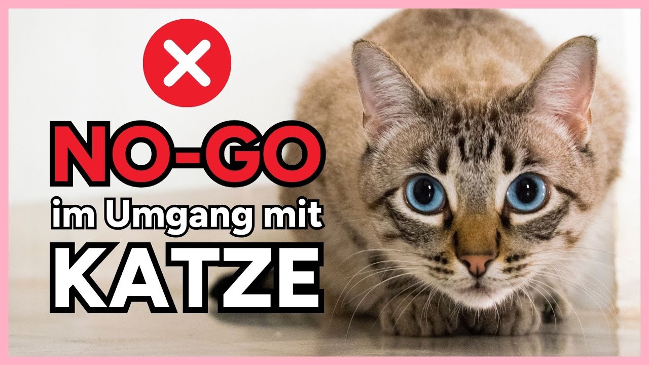 🐈‍⬛ Katzen EMOTIONEN verstehen⚡NO-GOs im Umgang mit deiner Katze 🐈 ...