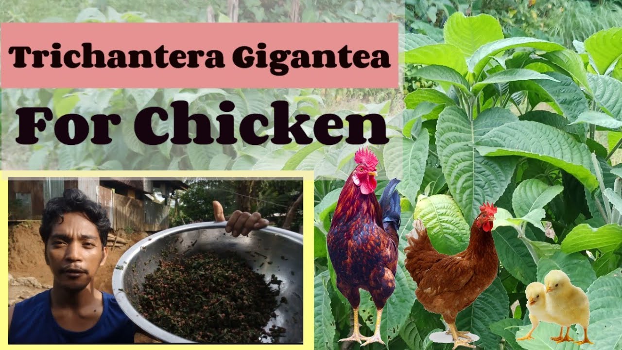 Trichantera Gigantea for Chicken - YouTube