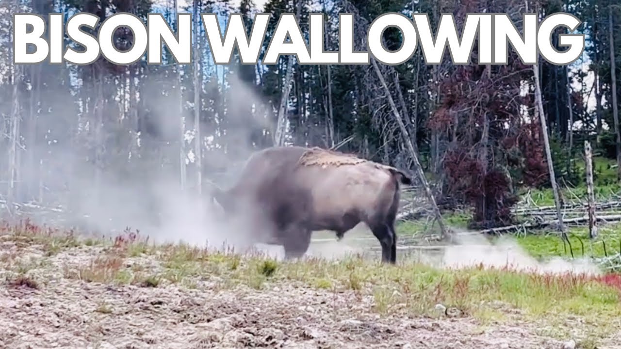 Bison bellowing - YouTube
