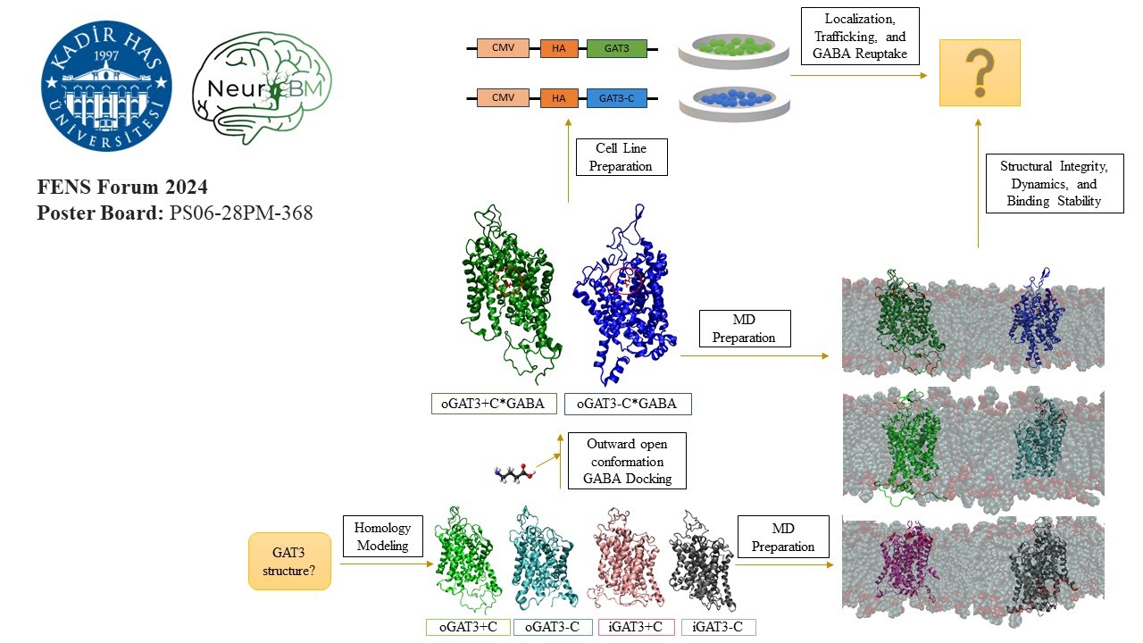FENS Forum 2024 Poster, Board: PS06-28PM-368 abstract. Reference Number ...