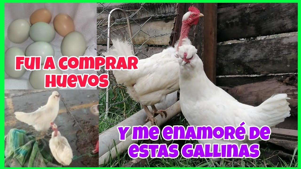 Me Compre dos hermosas GALLINITAS ... 🐔🐔 serán libres en la granja ...
