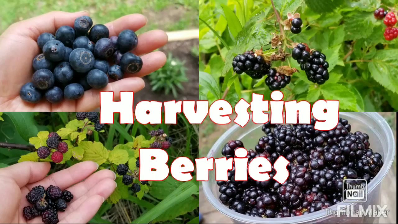 Harvesting Wild Black BERRIES - YouTube