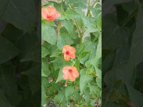 kucemizdeki ciceklerim🌺🌻🌷🌹💖👍