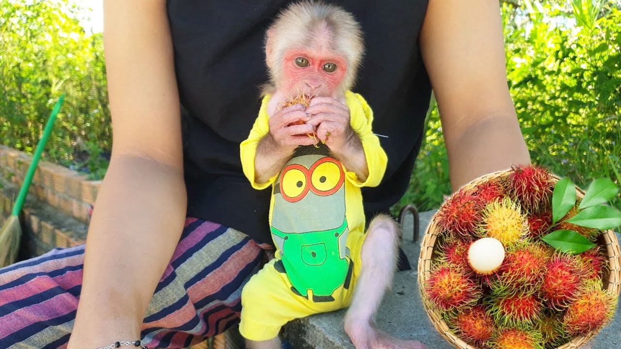 Baby monkey Bob's cute expression when eating rambutan - YouTube