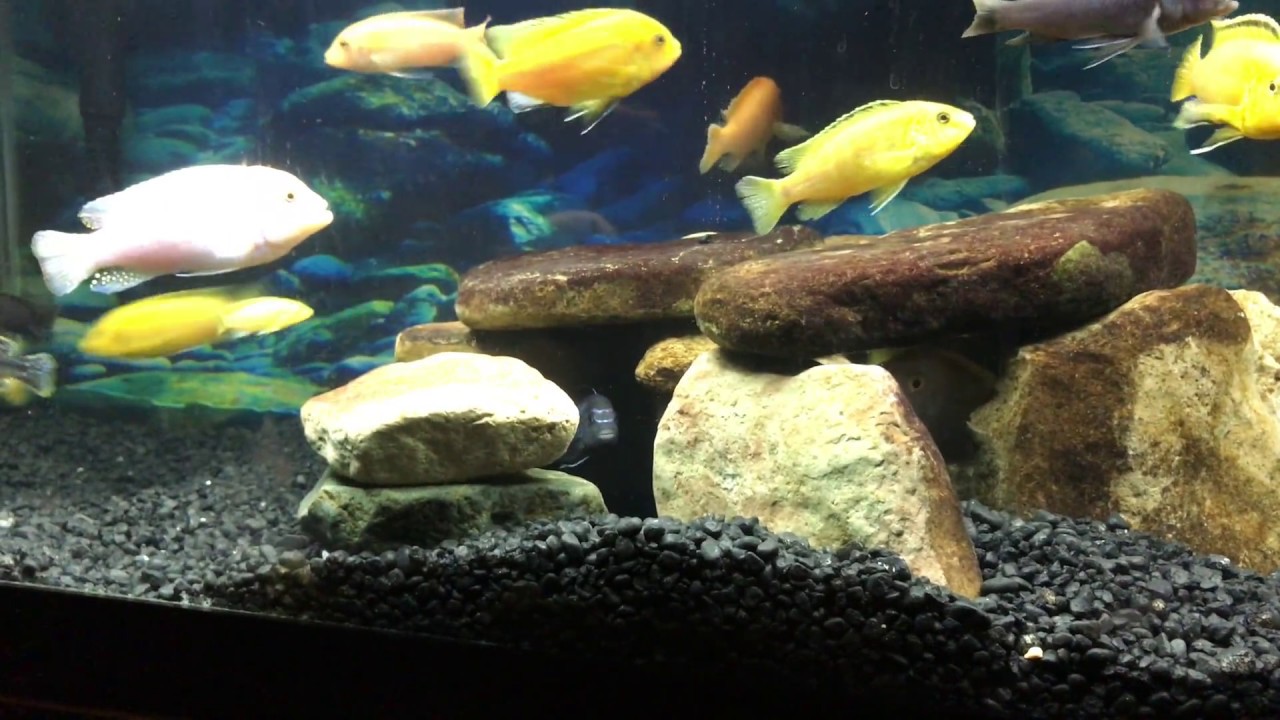 New rockscape African Cichlid, Mbuna tank - YouTube