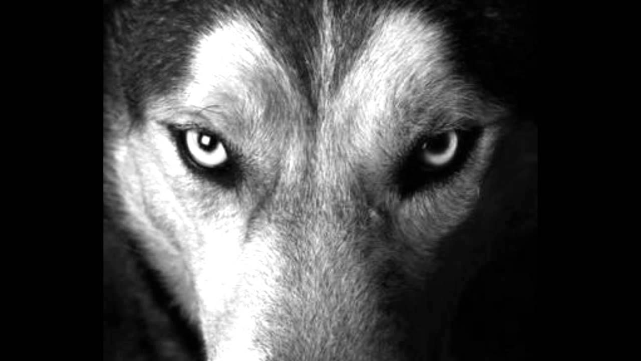 David Meiser - Wolf Instinct - YouTube