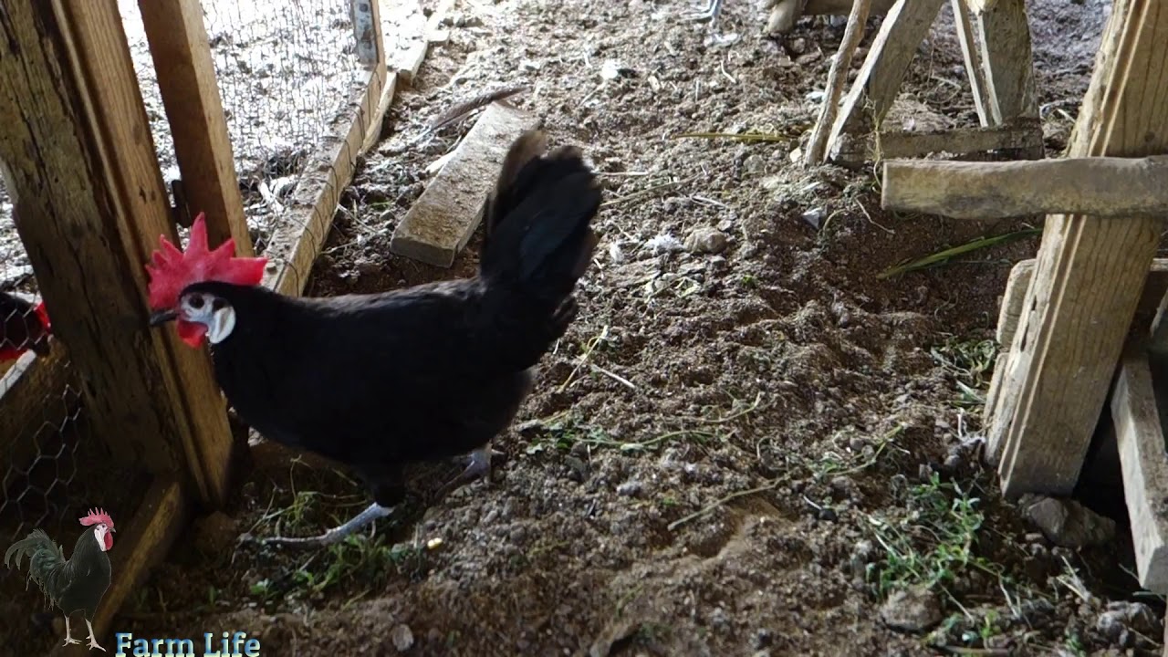 beautiful spanish white face chickens - AGROKOTA.GR - YouTube