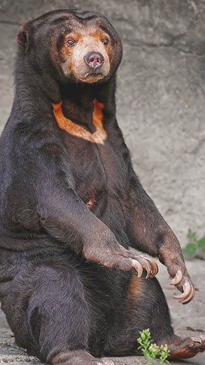 ЧЕЛОВЕК В КОСТЮМЕ МЕДВЕДЯ В ЗООПАРКЕ #shorts - YouTube