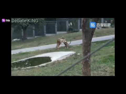 The one paw swipe of male lion is enough to tiger knock on the ground ...