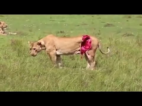 【Wild Animal Fights】When the lion is defeated - YouTube