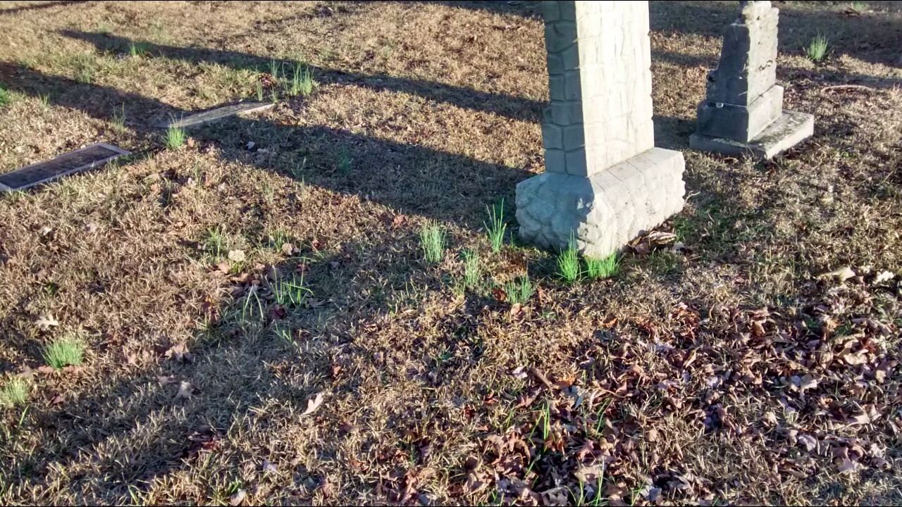Wild Garlic Weed Growing in a Cemetery - YouTube