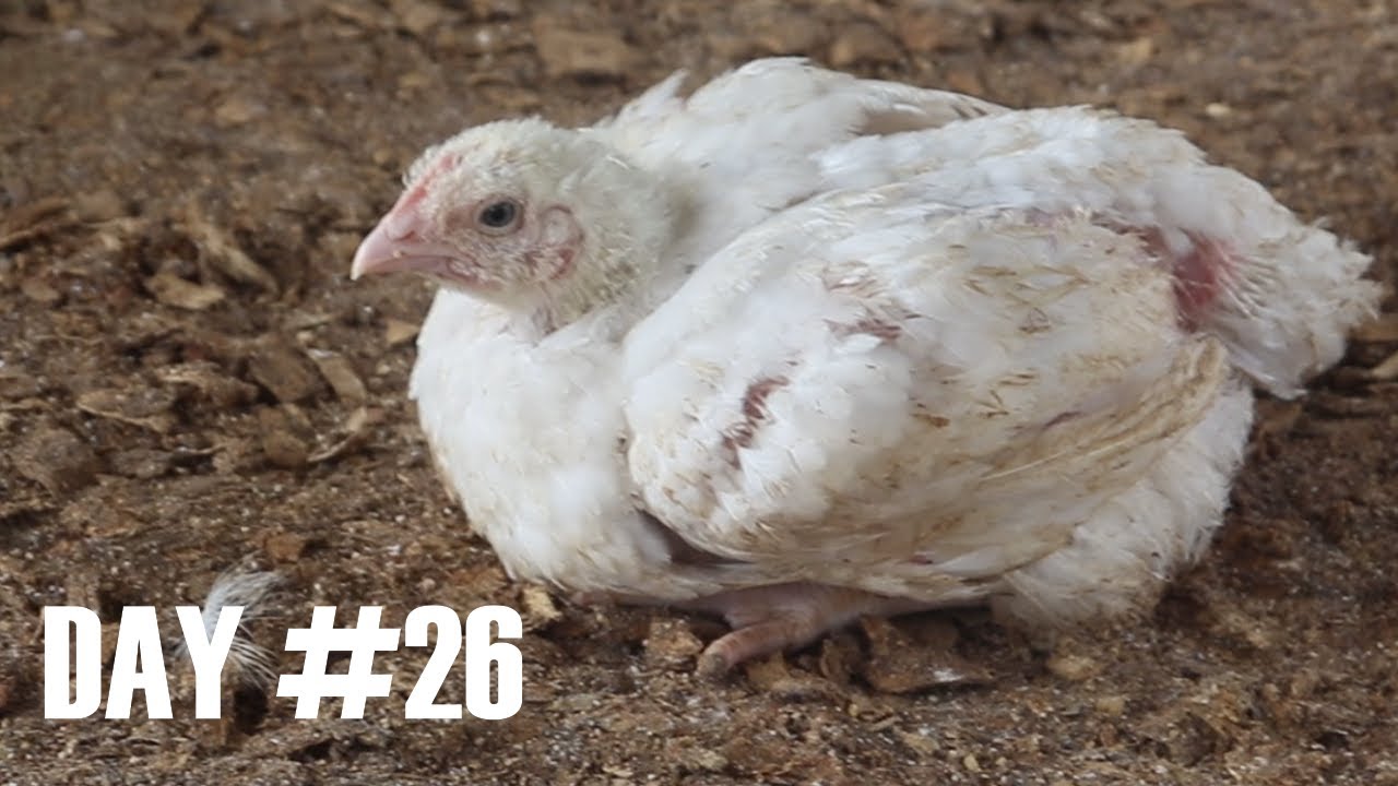 What to expect day 26 of raising cobb 500 breed of broiler - YouTube