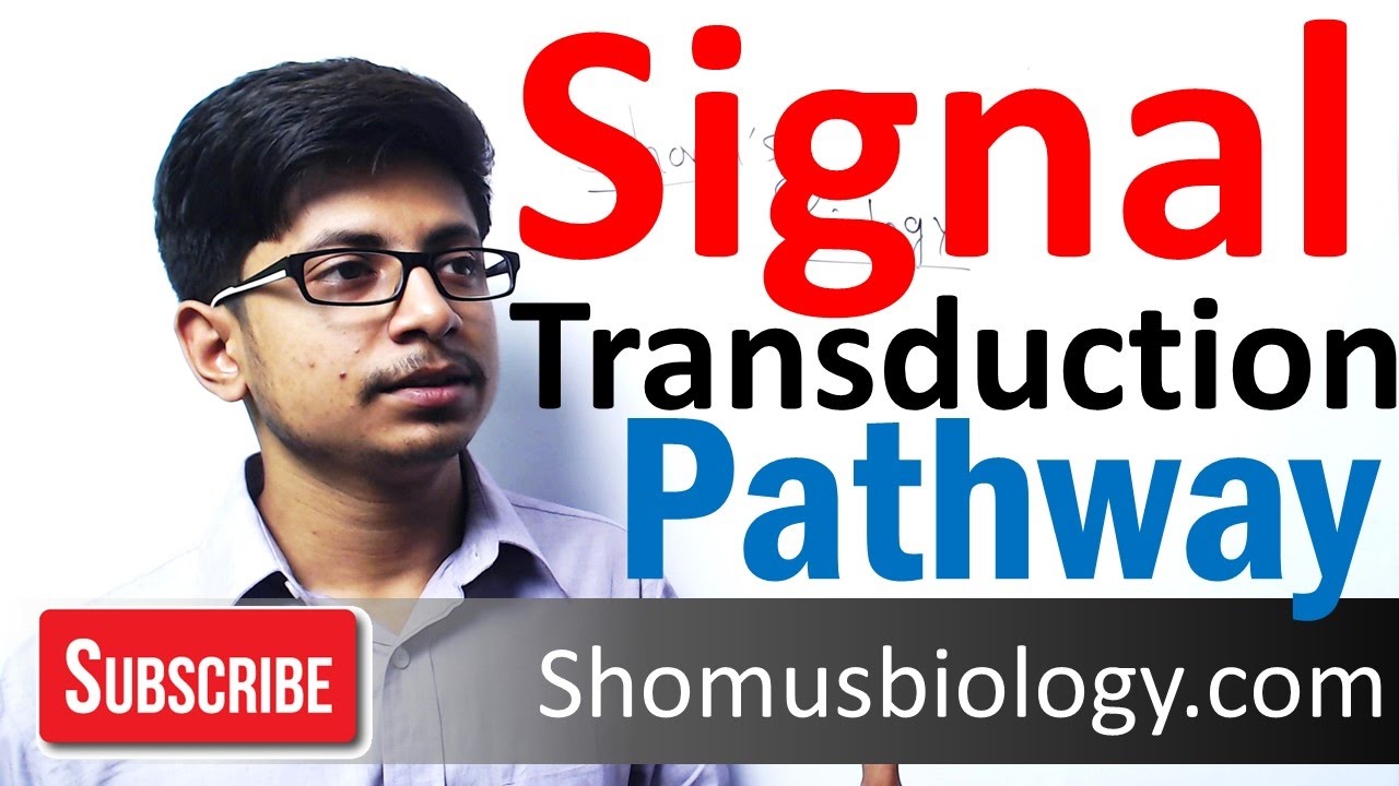 Signal transduction pathway | G protein signaling pathway - YouTube