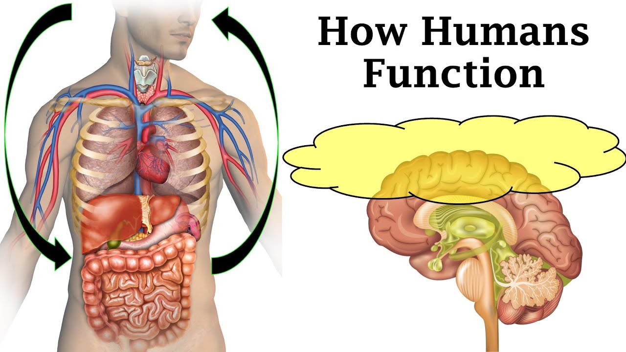NPMIN CM2023 | Day 2-2 | How Humans Function - YouTube
