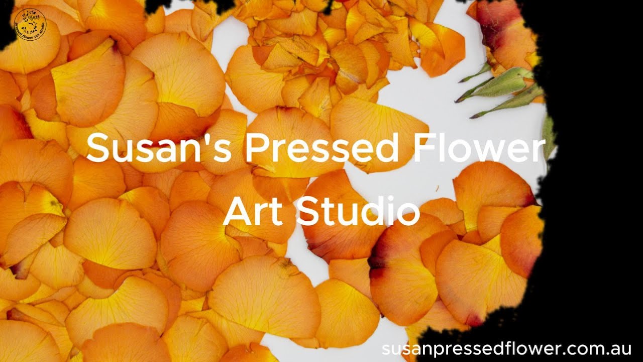 About Susan’s Pressed Flower Art Studio - YouTube