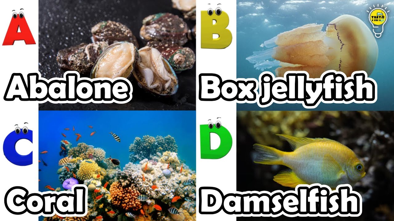 ABC phonics animals | ABC Sea Animals song | English and Animals for ...