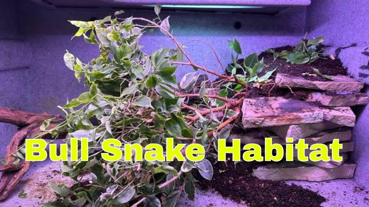 Creating The Ultimate Habitat For A Bull Snake - Bioactive Build Part 1 ...