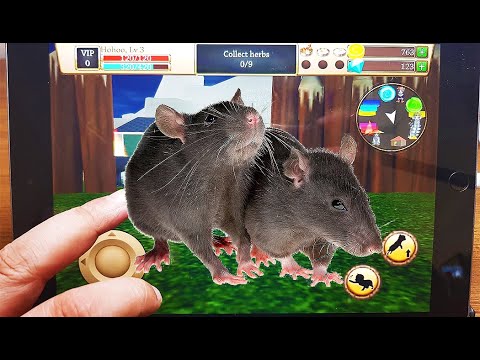The Cat Simulator - Animal Life Pet Simulation Games Cat Sim Online ...