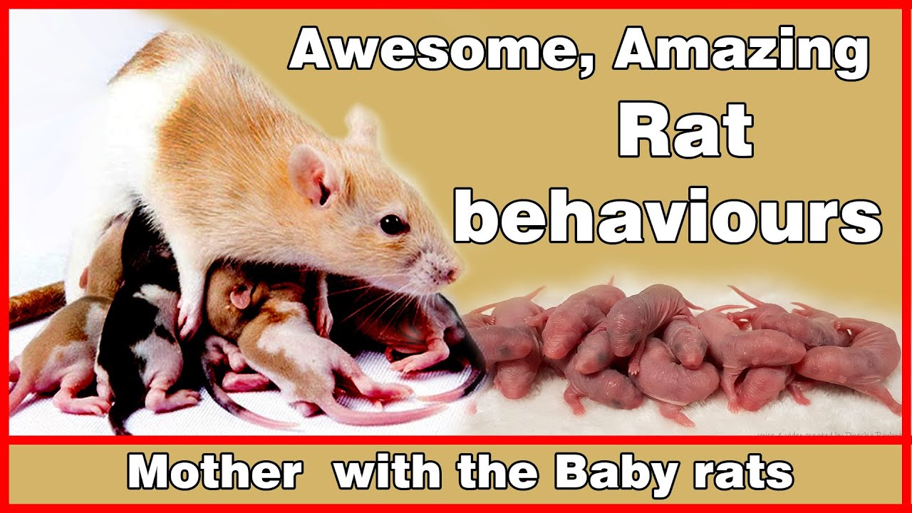 Awesome, Amazing Rat behaviors /Mother with the Baby Rats - YouTube