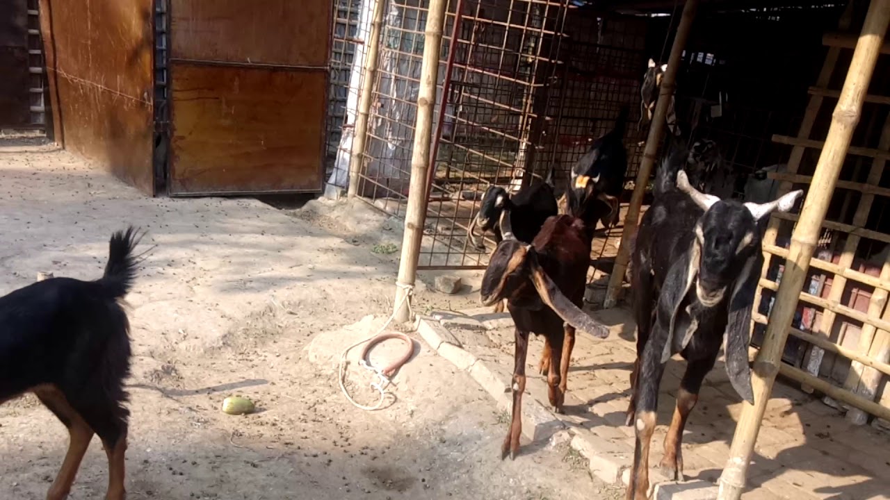 FNF Goat farm Chanchra pulerhat jessore - YouTube