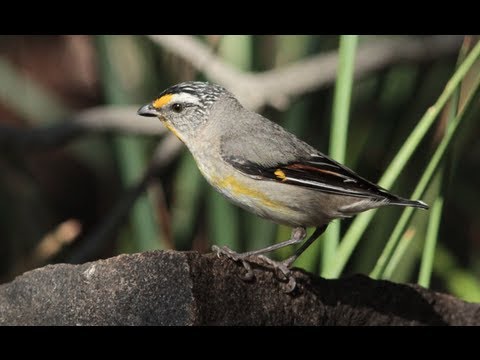Striated Pardalote, Tasmanian passerine bird filmed in the wild.