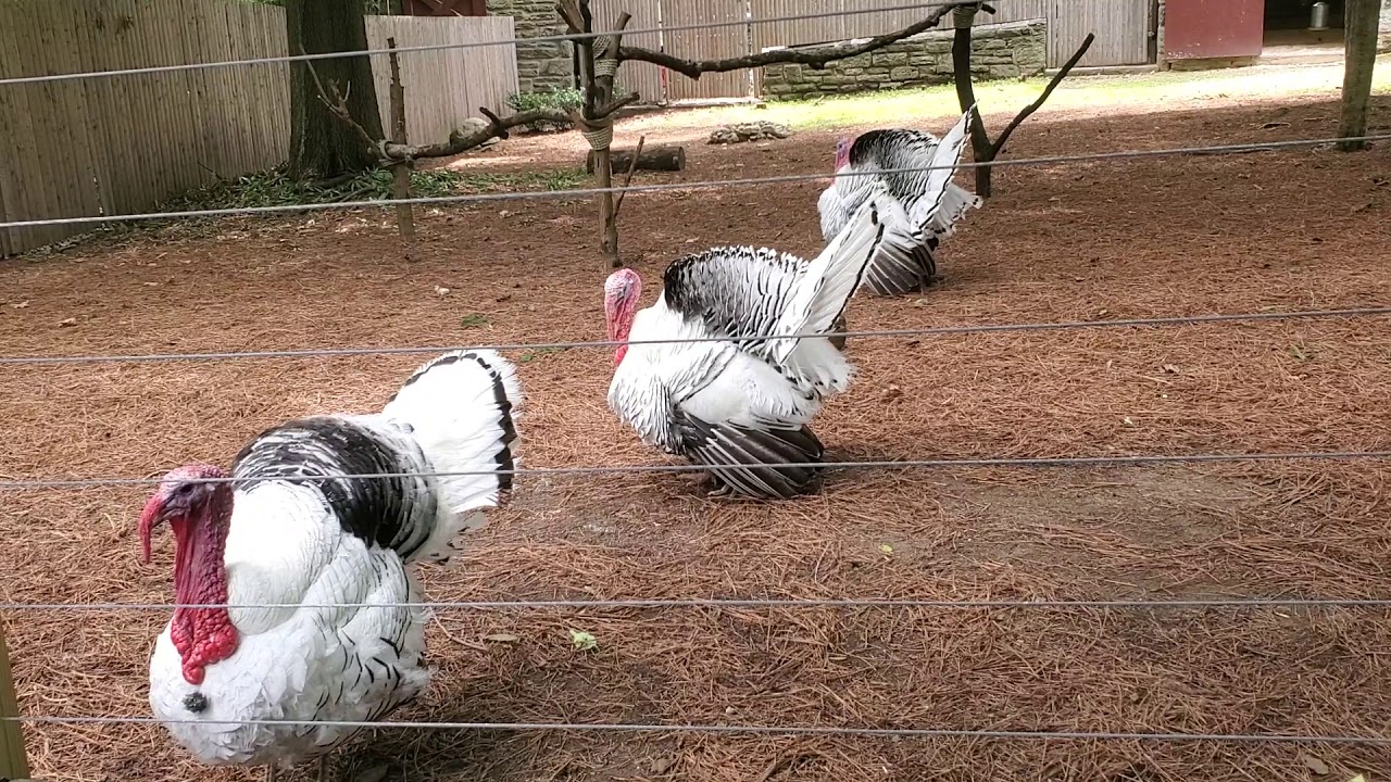 Norbit Turkey Ass Youtube