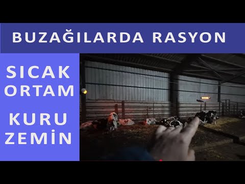 Buzağılarda Rasyon 2 Kat Önemli, İleriki Dönem Verimliliği