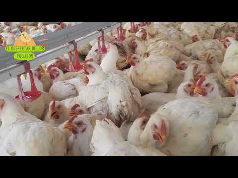 Pollos 🐔 de 7 semanas califiquen amigos vendiciones - YouTube