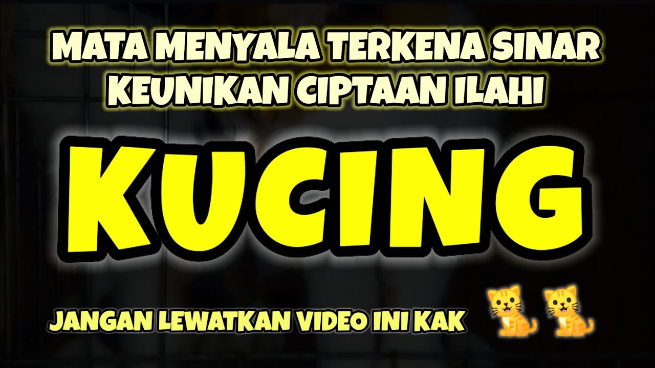 UNIK MATA KUCING BISA MENYALA Dalam Gelap, kucing blender, kucing di ...