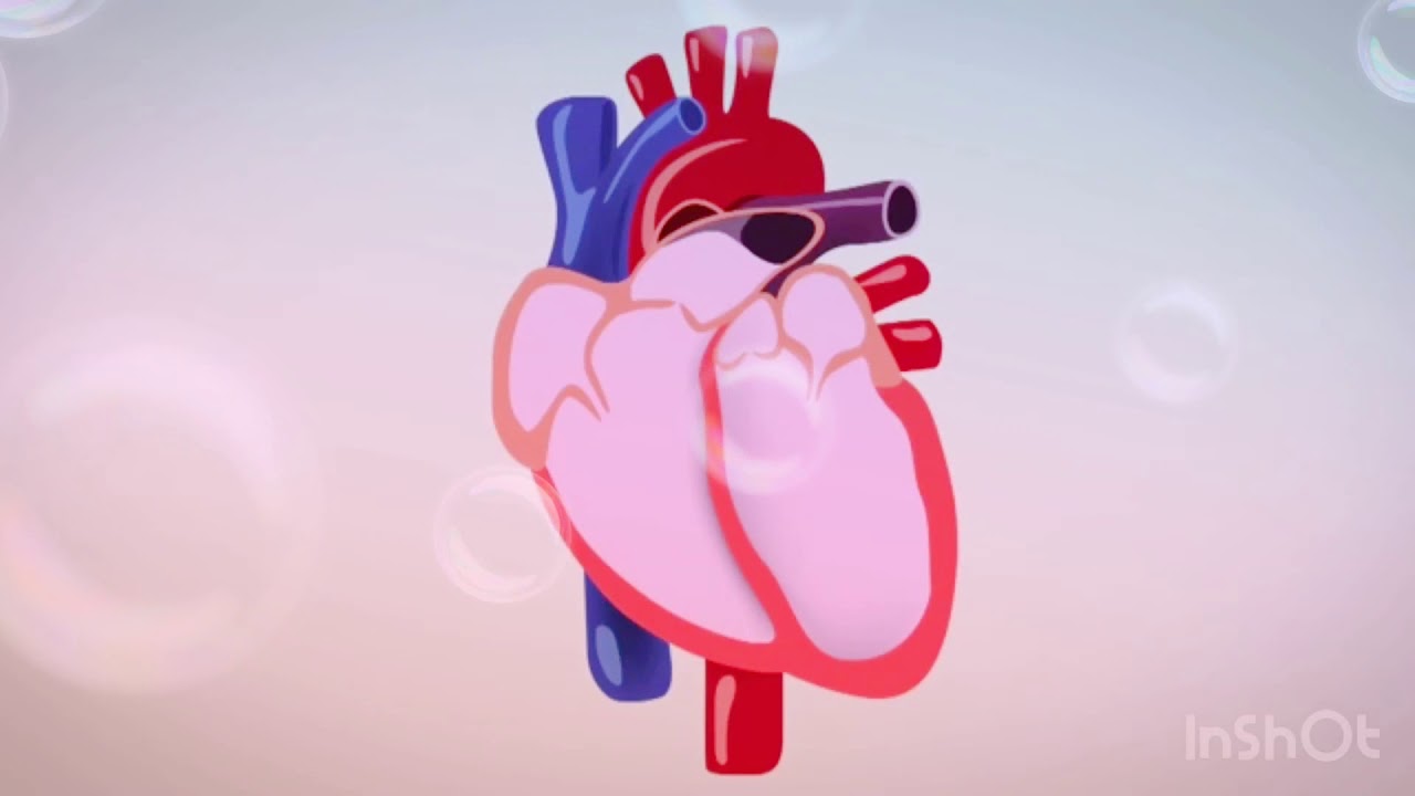 Anatomie du cœur définition et la circulation de sang dans l’organisme ...